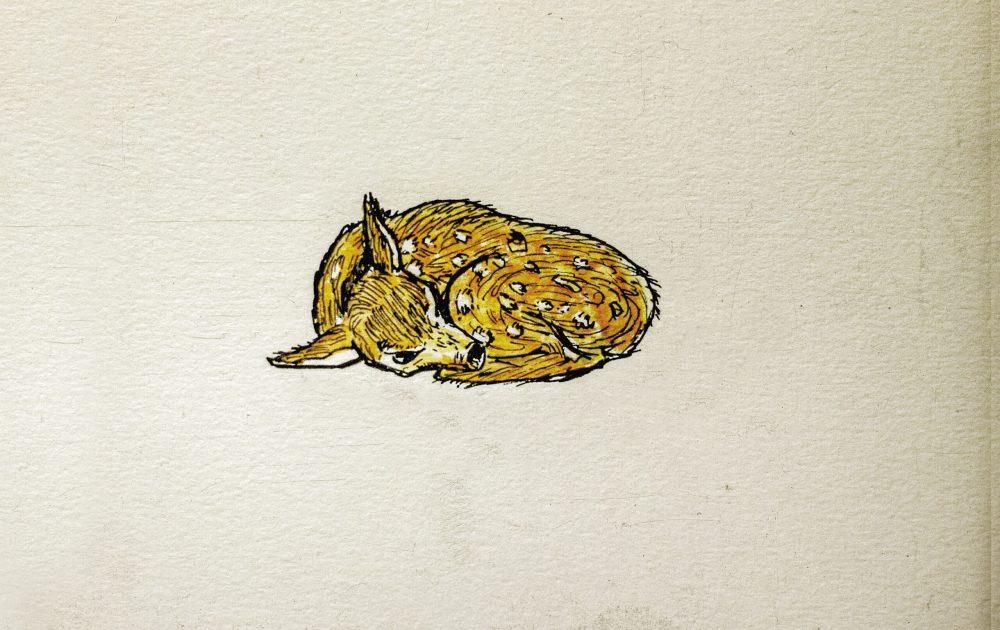 Αντιλόπη – INNER EAR